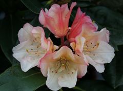 Rhododendron hybrid - Smukke rhododendron hybrider - Hurtig fragt