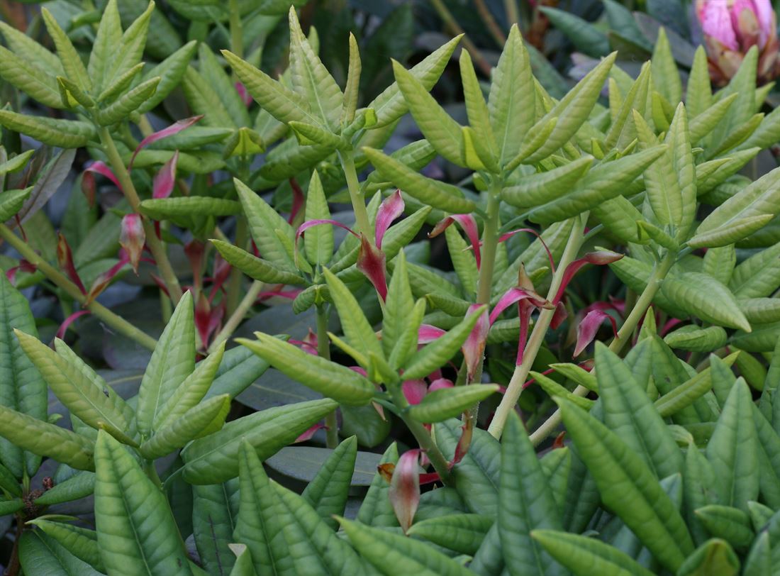 R.Hammer Pink