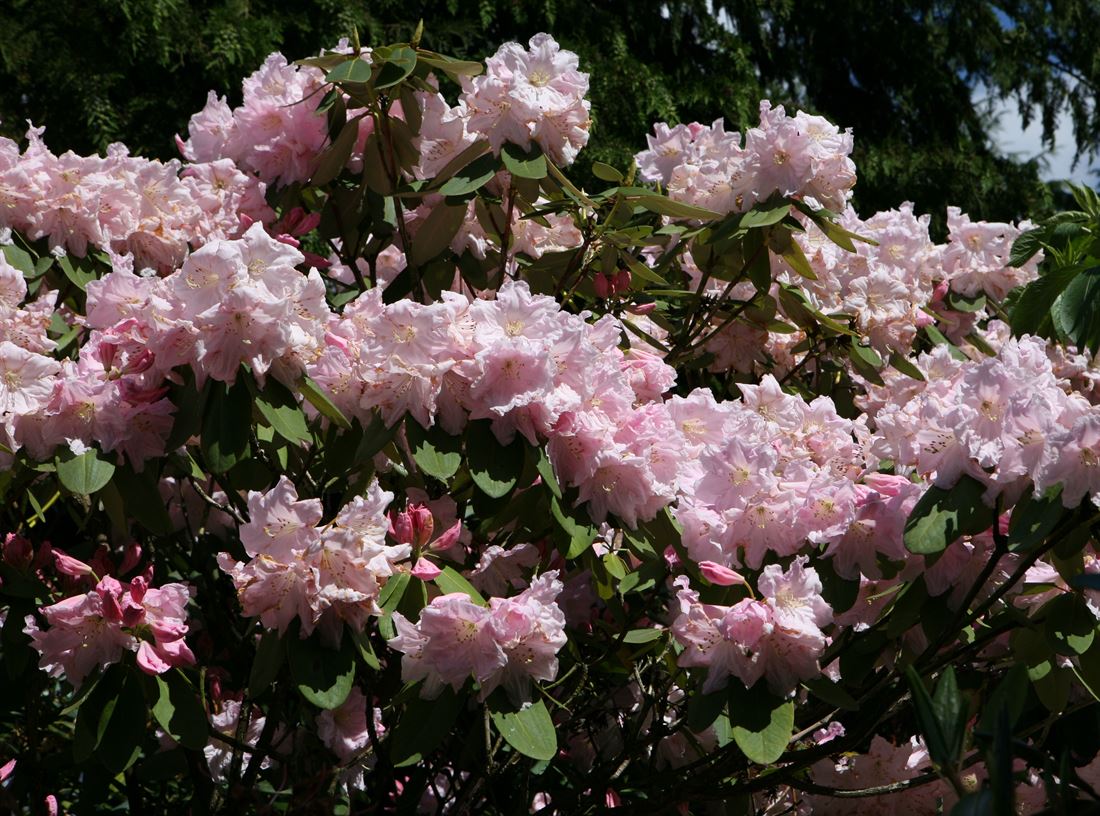 R.Hammer Pink