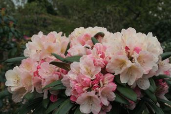 R.yakushimanum Stern of Japan